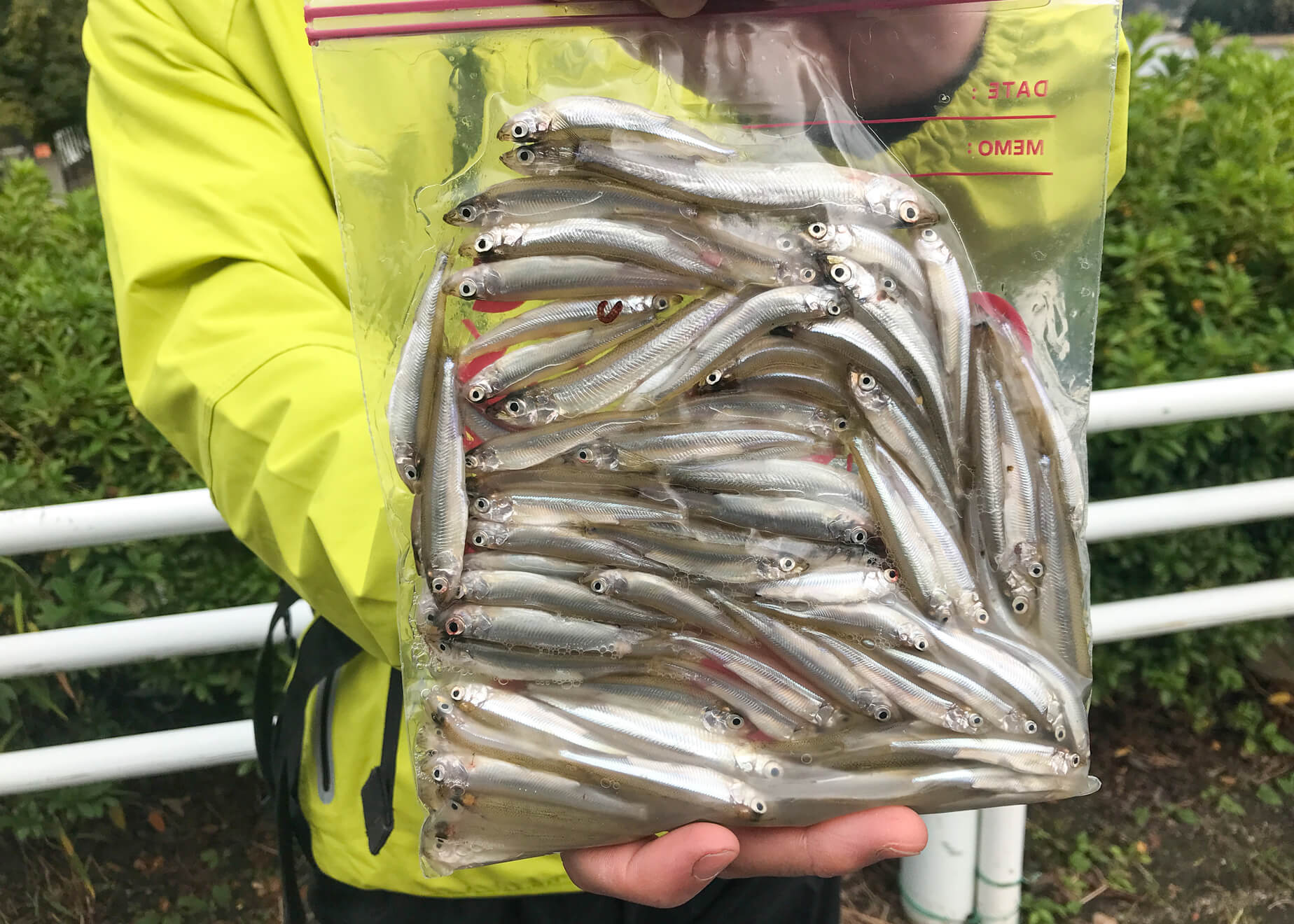 100尾も夢じゃない!? 初心者必見！ボートワカサギ釣りのステップ | p3 | WEBマガジン HEAT